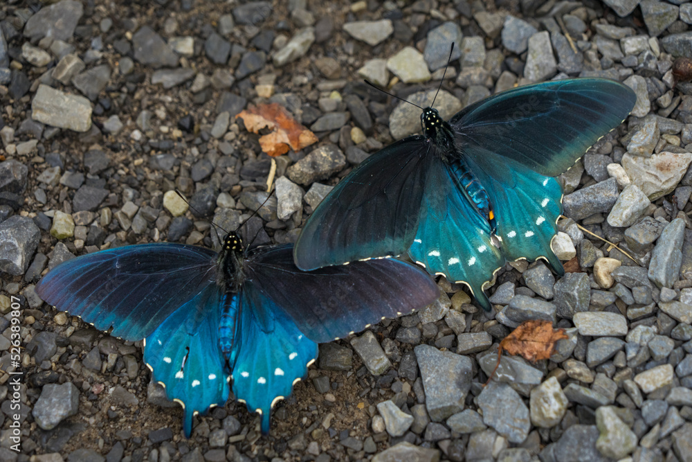 Battus philenor, the pipevine swallowtail or blue swallowtail, is a ...