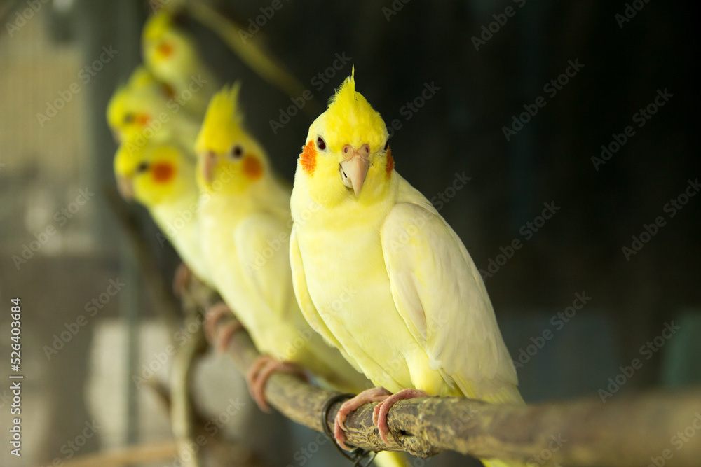 Cockatiel yellow parrot on a branch. cockatiel seen sitting on the ...