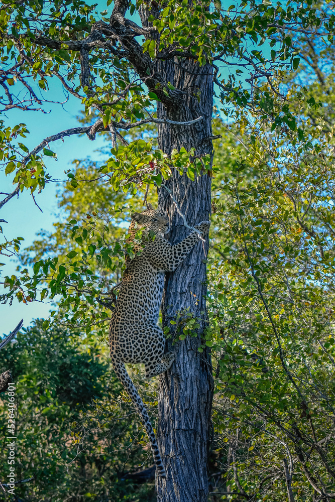 Leopard climbing up a tall tree to continue feeding - looking over its ...