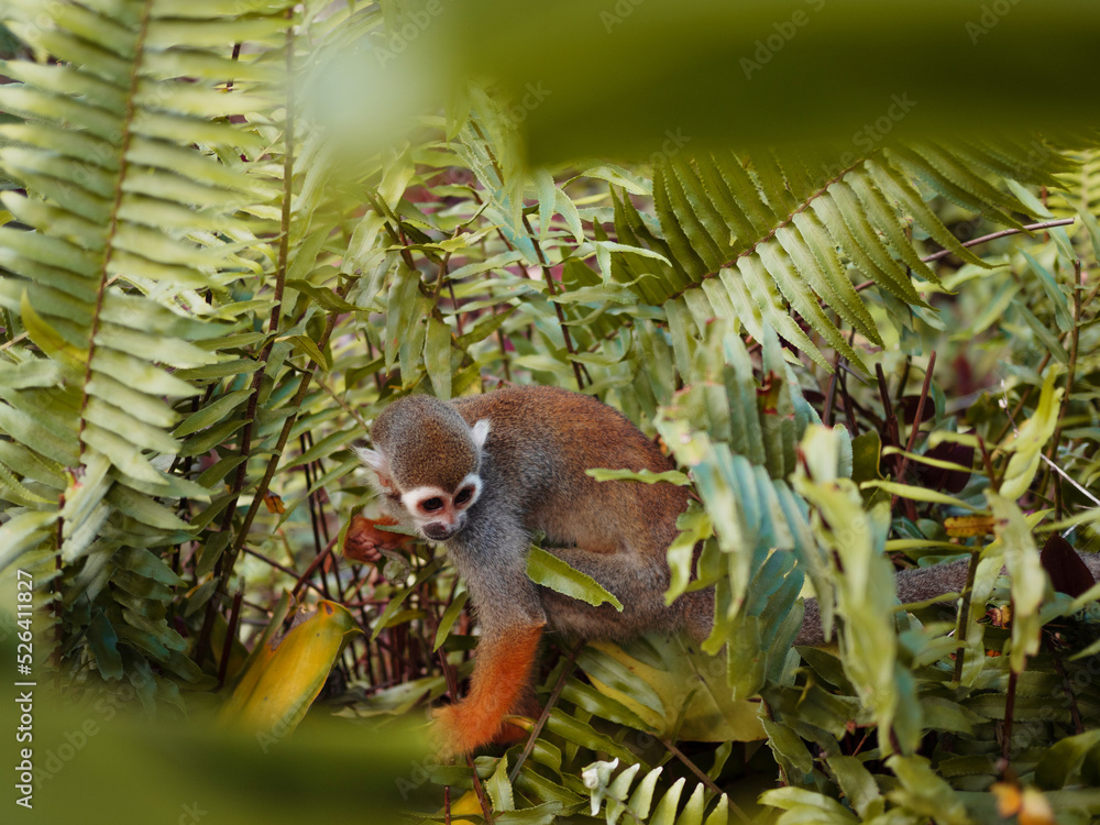 Little monkeys with long tails, a flock in the forest, funny primates ...