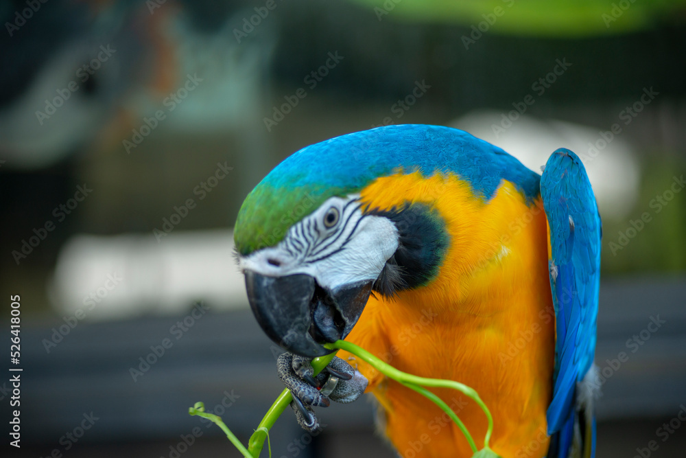 parrots of all colors are rare and extinct birds all over the world ...
