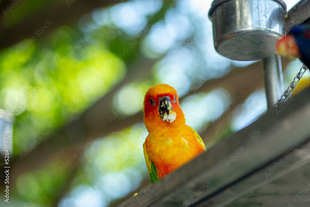parrots of all colors are rare and extinct birds all over the world ...
