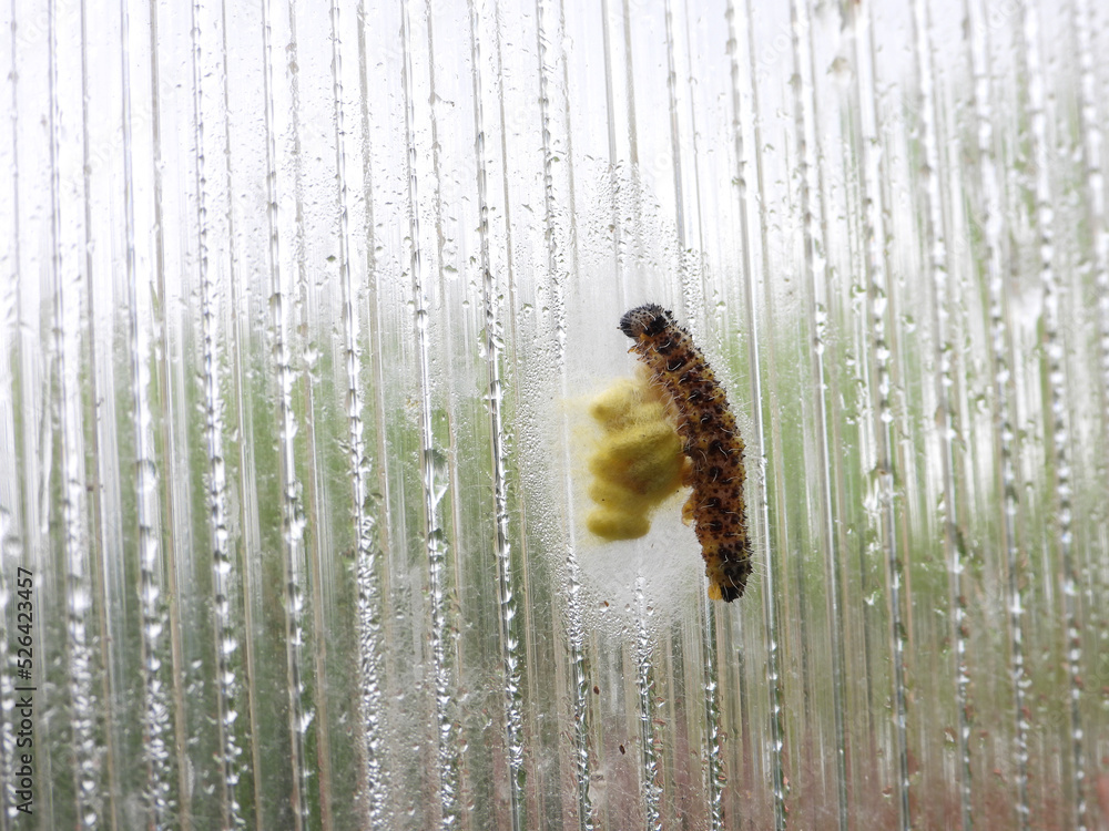 Parasitoid wasp, Cotesia glomerata, cocoons on the cabbage white ...