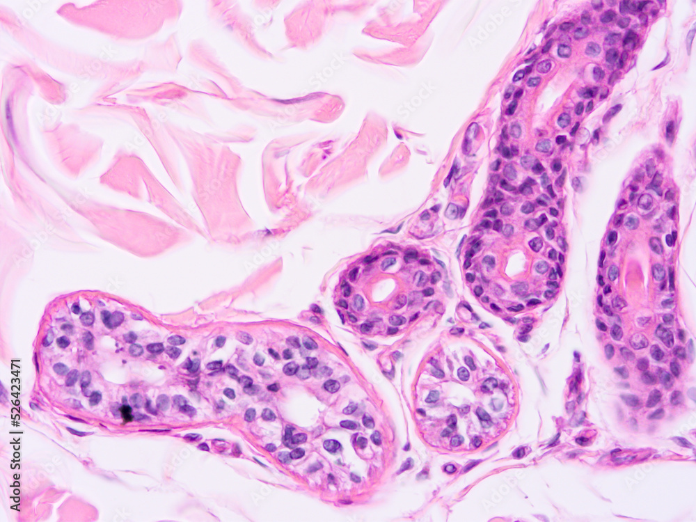 Stockfoto Histology of human tissue, show epithelial tissue and ...