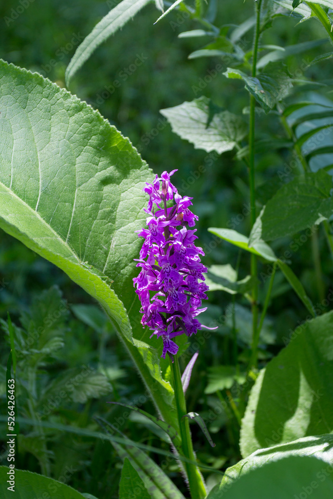 a summer day , a natural mountain park, plants bloom in the bosom of ...