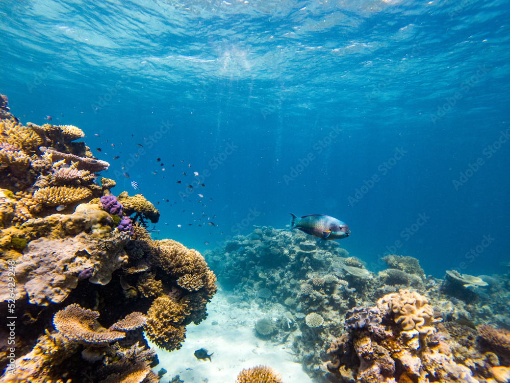 Parrot fish and healthy corals - Great Barrier Reef. Stock Photo ...