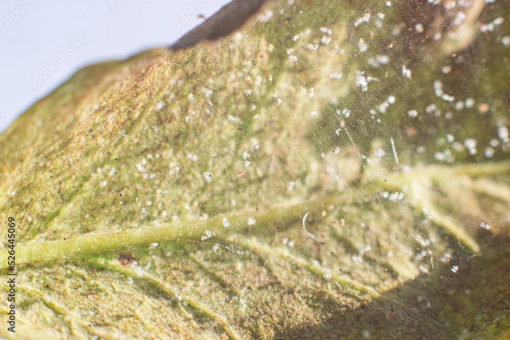 Spider mite colony, Tetranychus. Rose leaf covered with microscopic web ...
