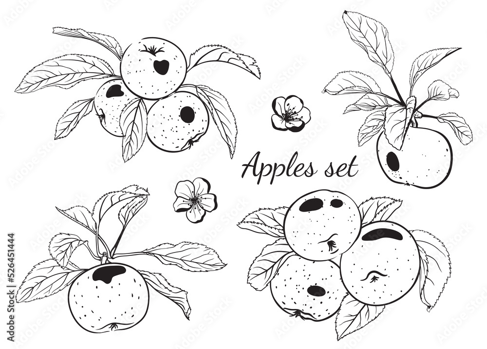 Hand drawn monochrome apples, apple tree flowers and leaves. Apple ...