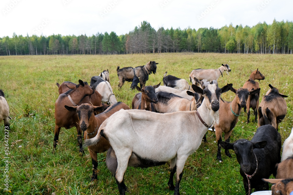 Herd of goats on the eco farm. Brown goats standing in green meadow and ...