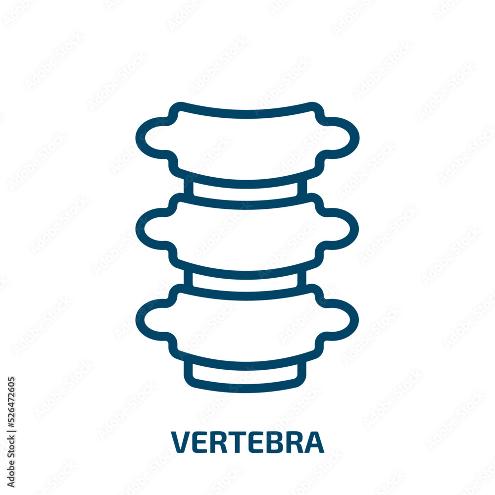 vertebra icon from medical collection. Thin linear vertebra, human ...