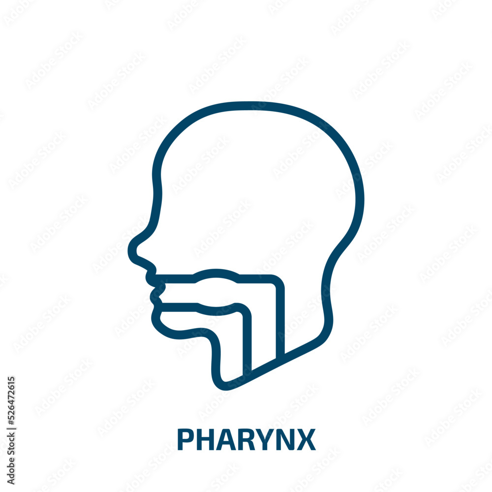 Vecteur Stock pharynx icon from medical collection. Thin linear pharynx ... Vecteur Stock pharynx icon from medical collection. Thin linear pharynx ...
