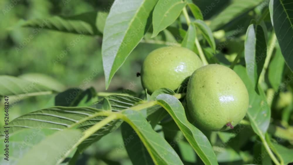 Green young walnuts grow on a tree. Variety Kocherzhenko close-up. The ...