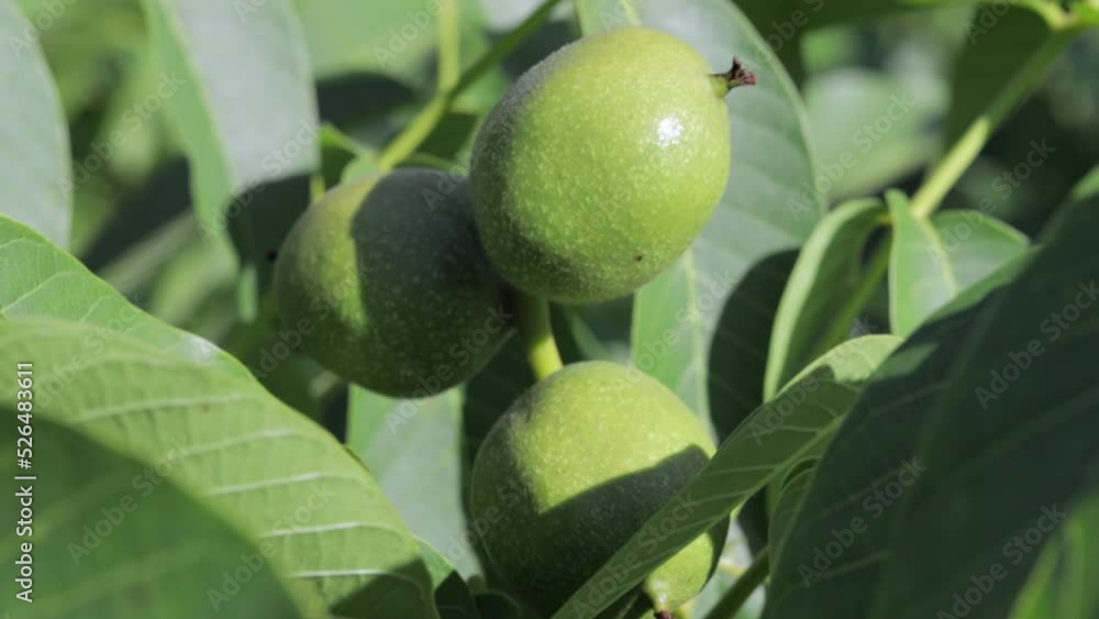 Green young walnuts grow on a tree. Variety Kocherzhenko close-up. The ...