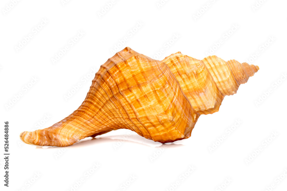 Image of Trapezium Horse Conch / Striped Fox Conch seashell ...
