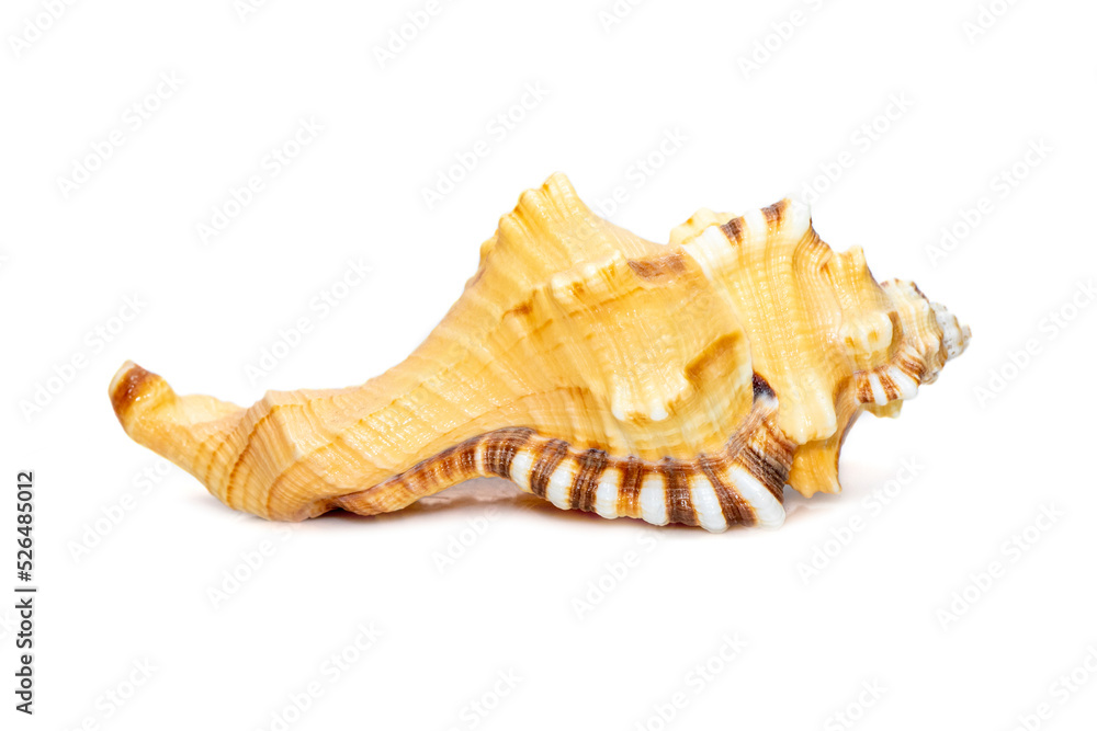 Image of lotoria lotoria sea shells, common name the black-spotted ...