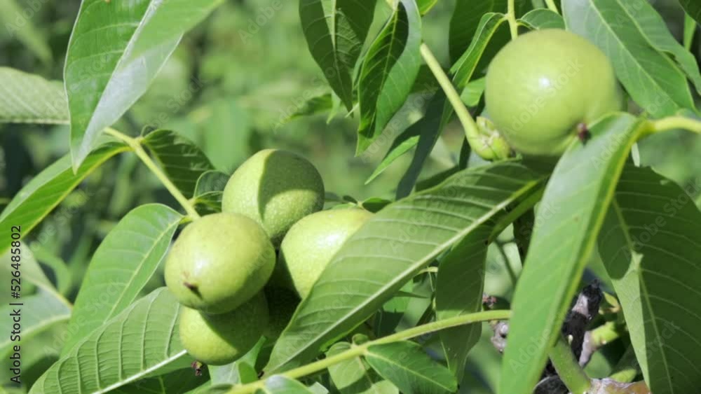 Green young walnuts grow on a tree. Variety Kocherzhenko close-up. The ...