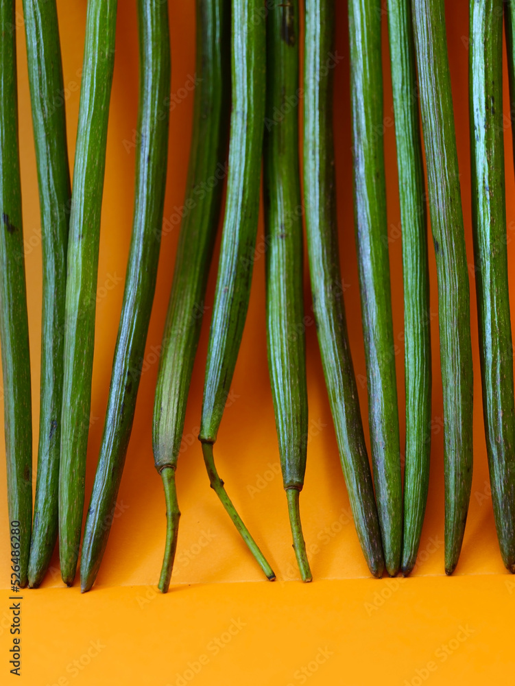 Several Green Fruits of the Catalpa Tree (Catalpa Bignonioides) Stock ...