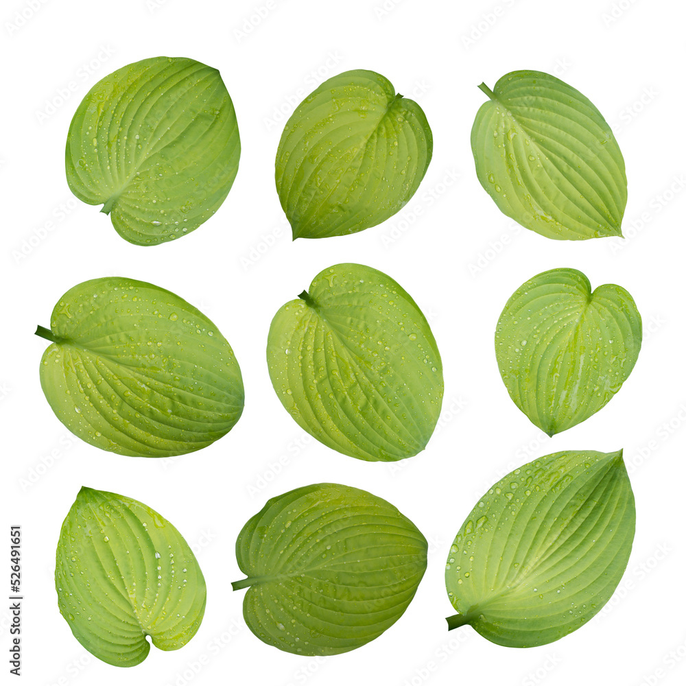 Set of nine hosta green leaves with water drops isolated transparent ...