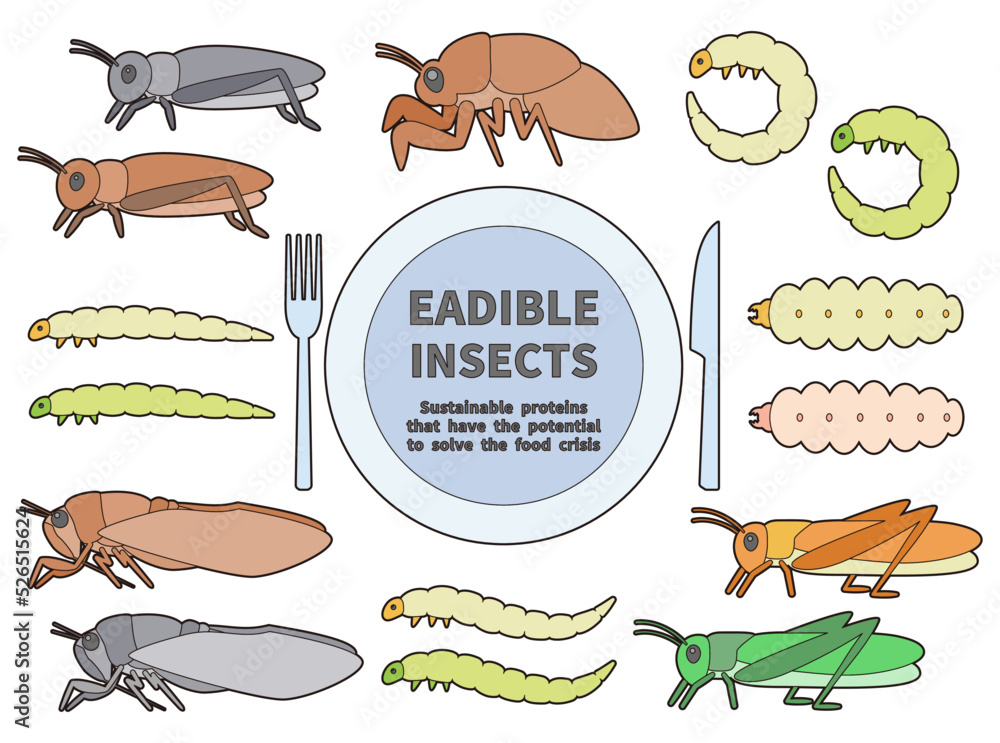 食べられる昆虫のイラストセット 主線あり Stock Vector | Adobe Stock