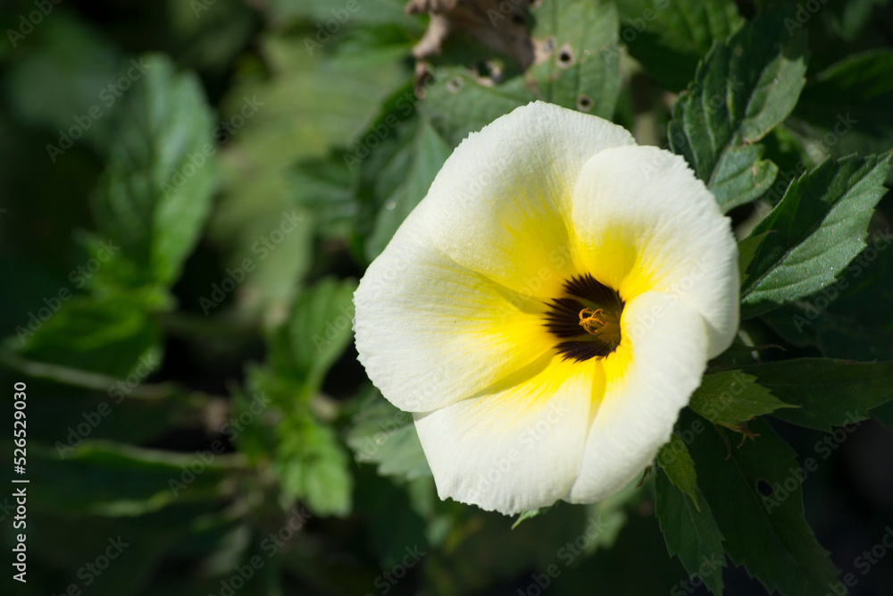 Flower and leaves of the Chanana plant (Turnera ulmifolia), is a plant ...