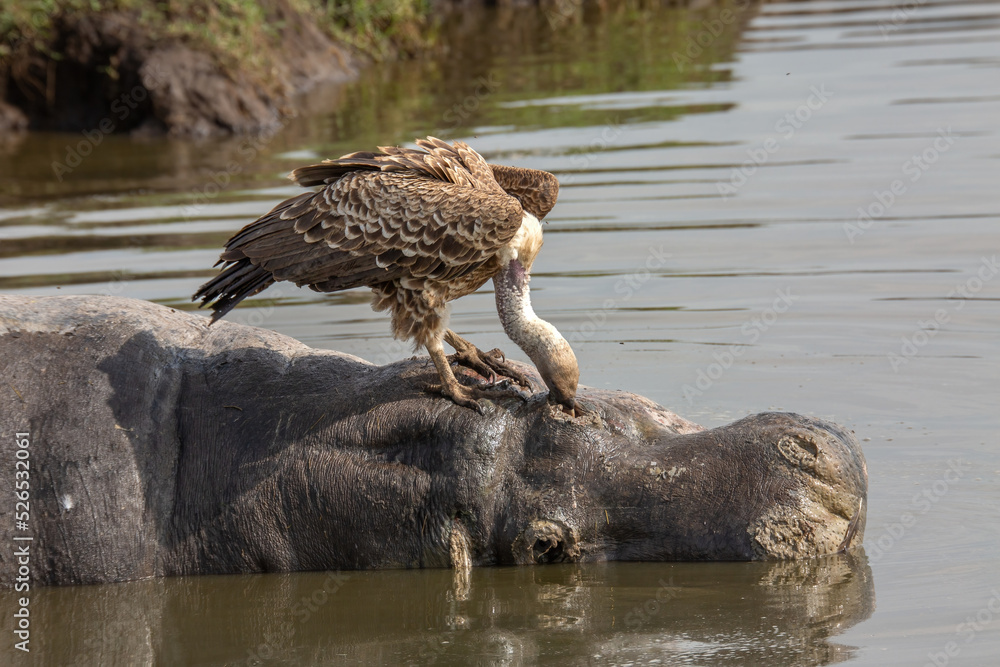 White backed Vulture scavenging and picking out flesh out of an eye ...