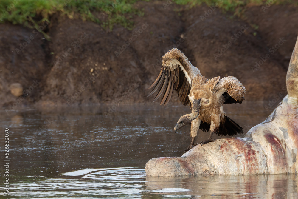 White backed Vulture spreading wings on a hippo carcass floating in the ...
