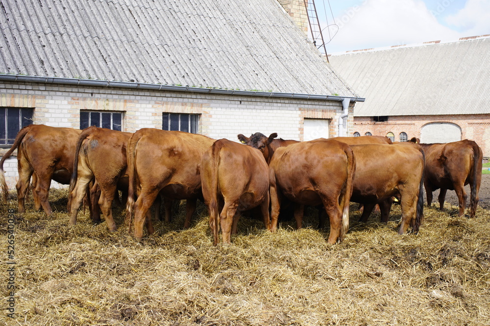 The German Angus (German: Deutsch Angus) is a modern German breed of ...