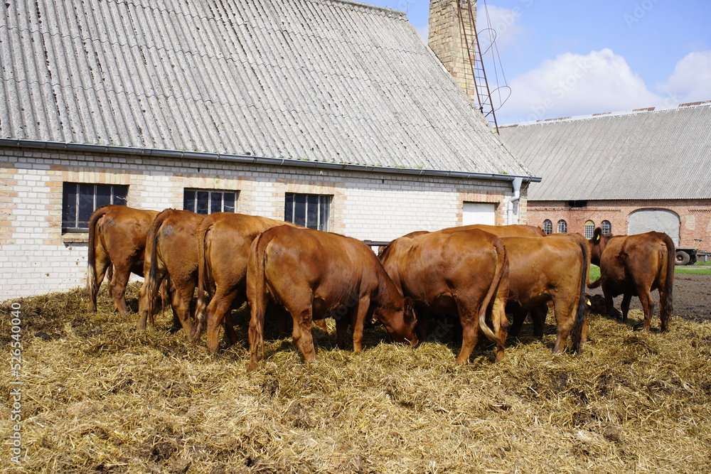 The German Angus (German: Deutsch Angus) is a modern German breed of ...