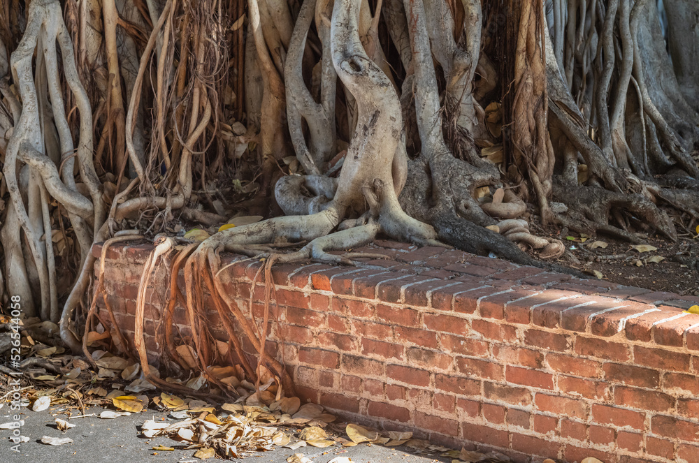 Tan and Gray Tree Roots and an Ancient Red Brick Wall. Stock Photo ...