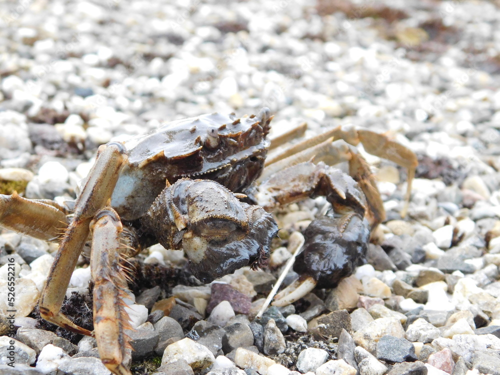Chinese mitten crab Eriocheir sinensis medium-sized burrowing crab that ...