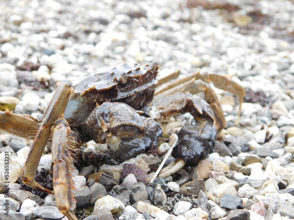 Chinese mitten crab Eriocheir sinensis medium-sized burrowing crab that ...