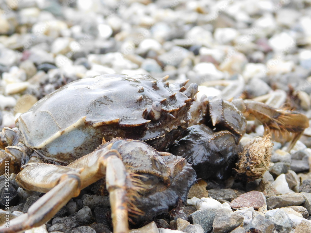 Chinese mitten crab Eriocheir sinensis medium-sized burrowing crab that ... Chinese mitten crab Eriocheir sinensis medium-sized burrowing crab that ...