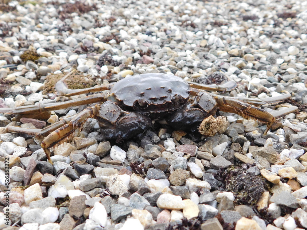 Chinese mitten crab Eriocheir sinensis medium-sized burrowing crab that ...