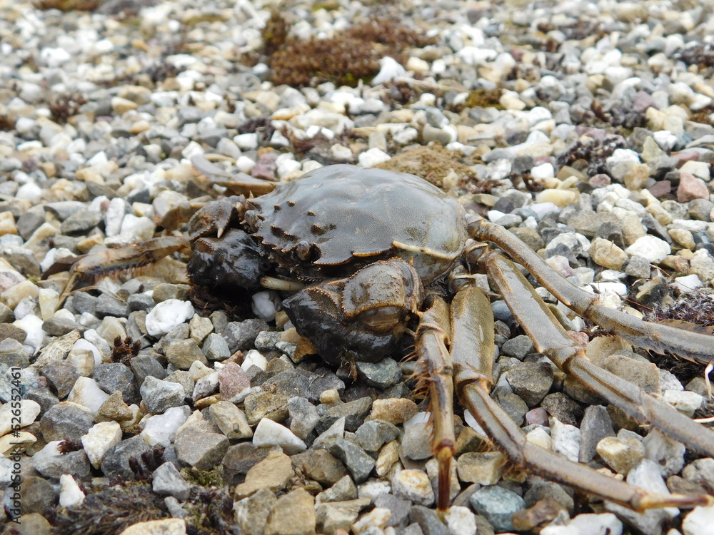 Chinese mitten crab Eriocheir sinensis medium-sized burrowing crab that ...