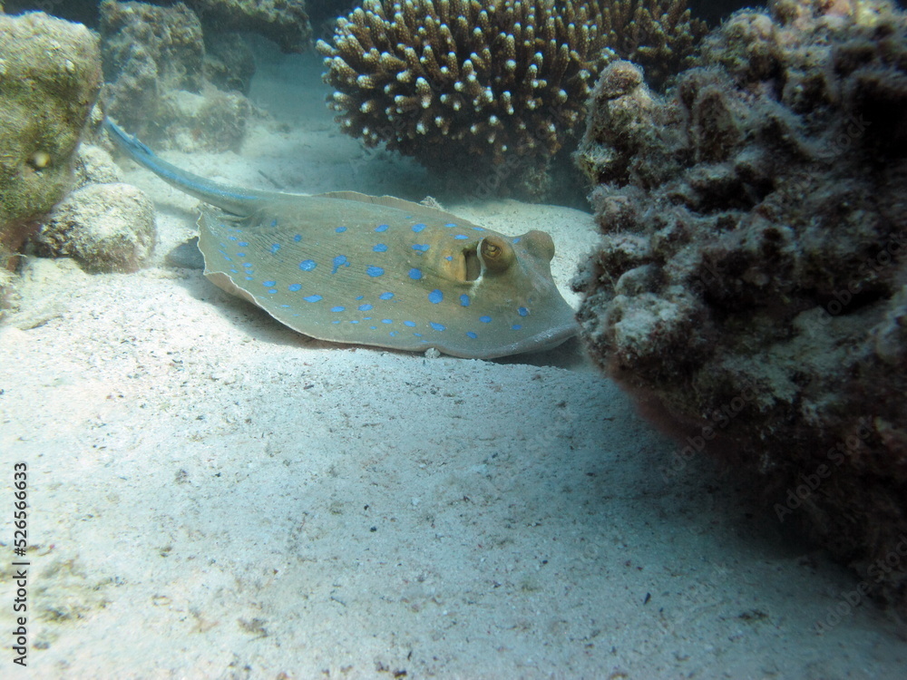 Taeniura lymma, Stingrays - Batoidea Stingray Family, Spotted Stingrays ...