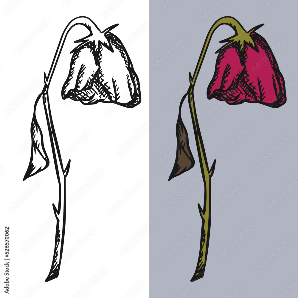 Hand drawn withered flower vector illustration Stock Vector | Adobe Stock