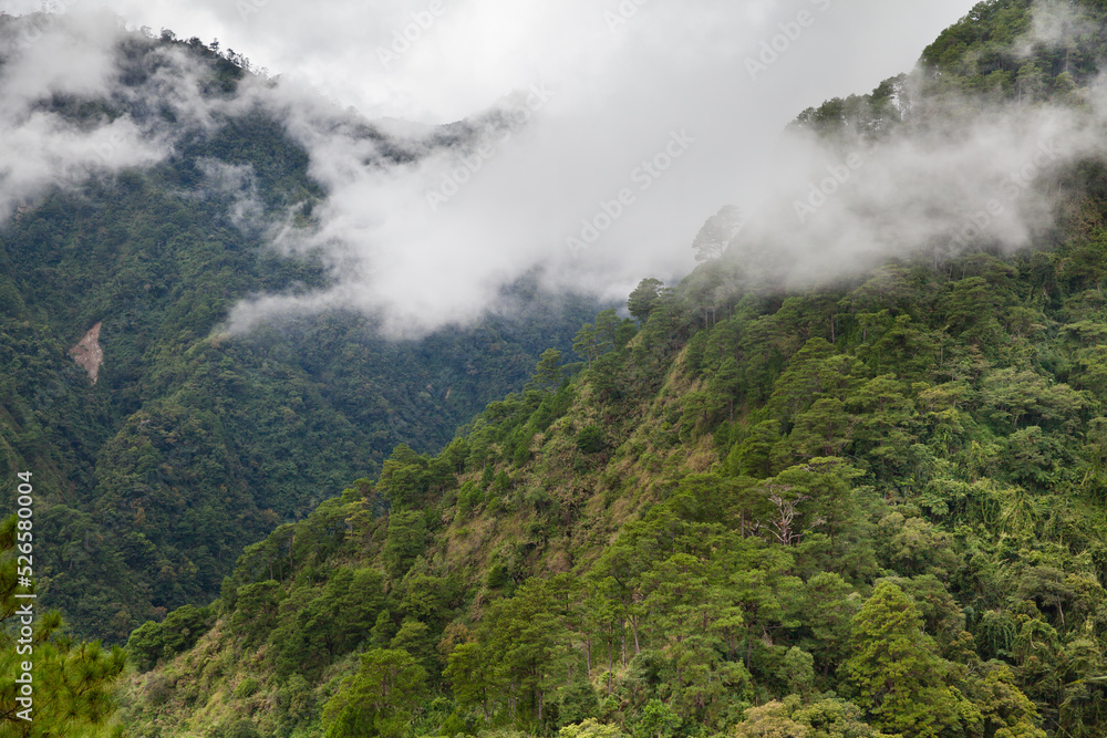 Large forest mountain valley. The tops of the mountains are covered ...