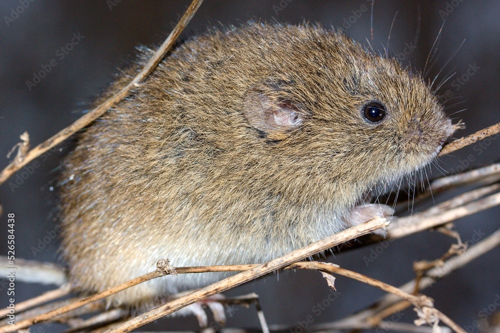 The common vole (Microtus arvalis) in a natural habitat Stock Photo ...