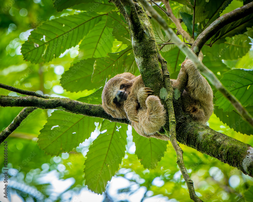 Cute baby sloth in a tree, perfect portrait of wild animal in the Rainforest of Costa Rica ...