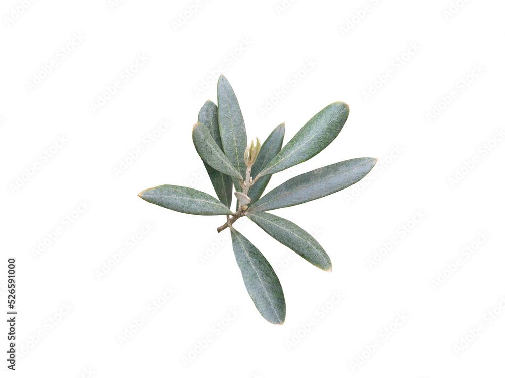 Olive tree branch isolated transparent png. Olea europaea leaves ...