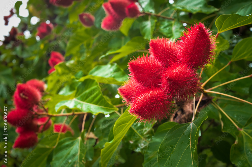 red fruits of the achiote tree where the annatto seed comes from ...