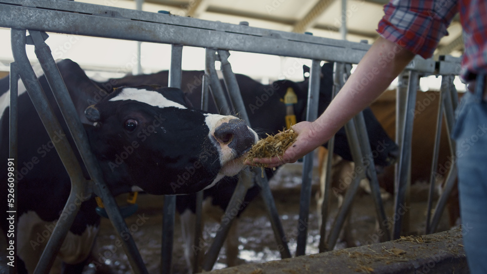Man farmer giving hay to cow standing barn stall close up. Feeding ...