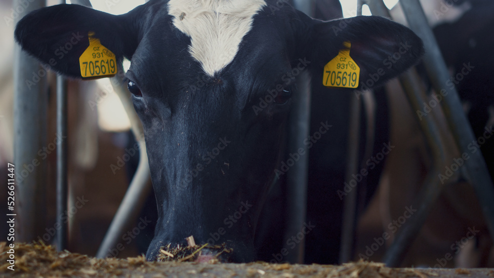 White black cow head placed in fence close up. Cattle muzzle with ...