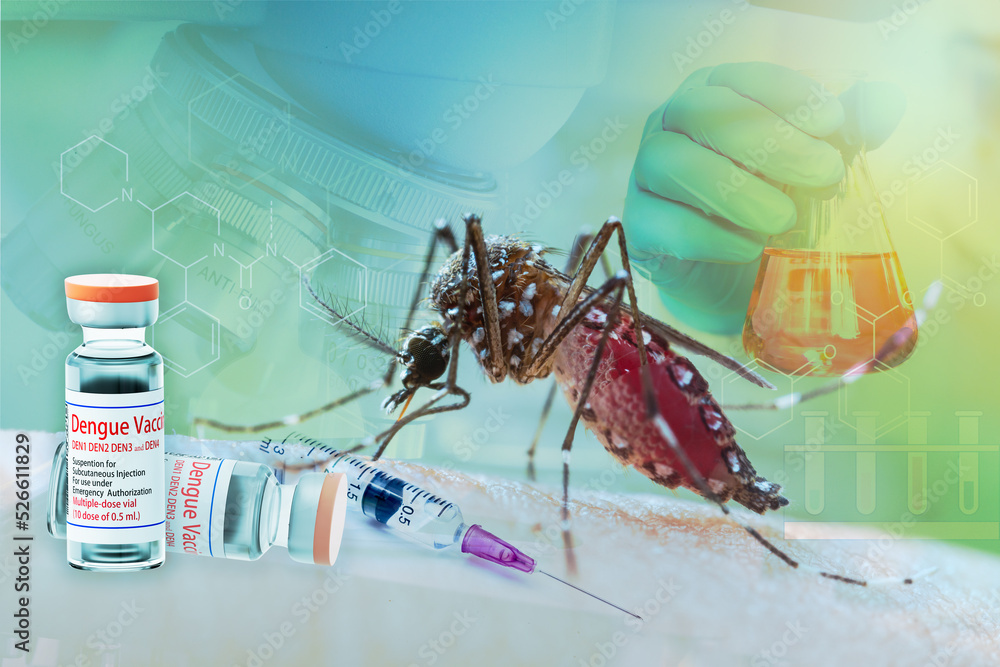 Aedes aegypti mosquito with vial DHF vaccine concept for vaccine anti ...