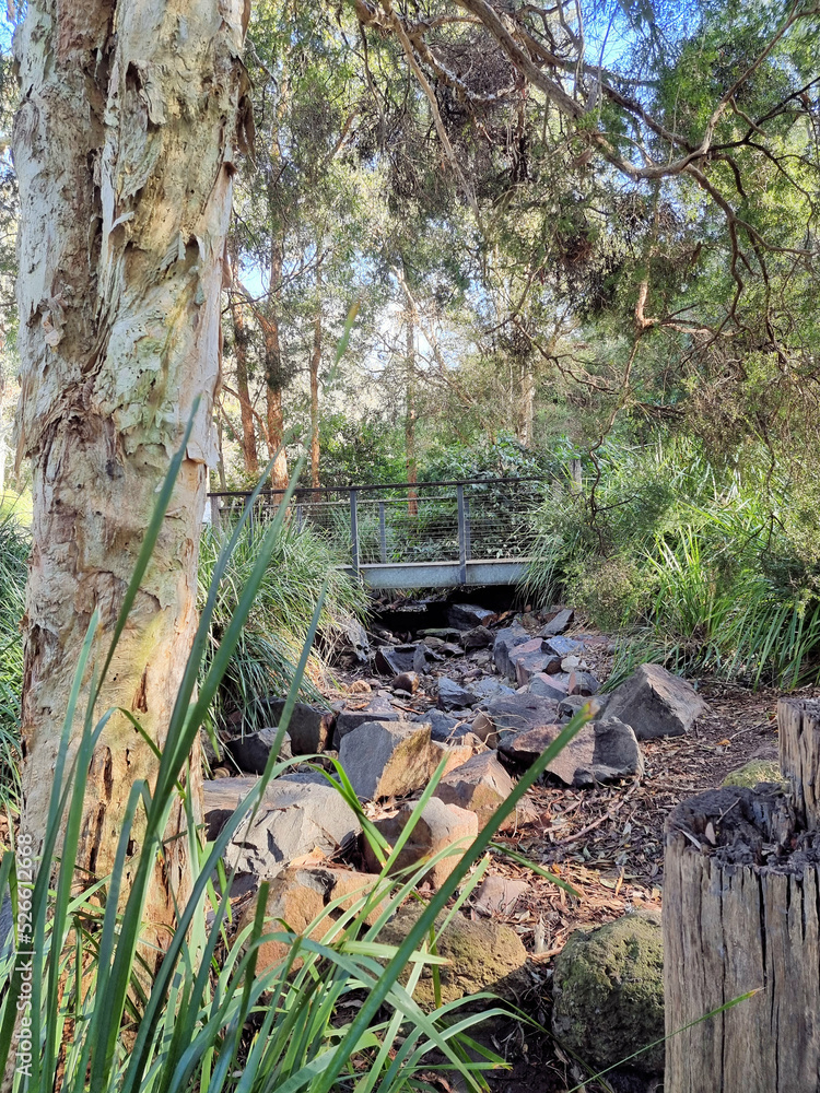 Foto de Bridge Over a Creek Running Through Australian Bush at ... Foto de Bridge Over a Creek Running Through Australian Bush at ...