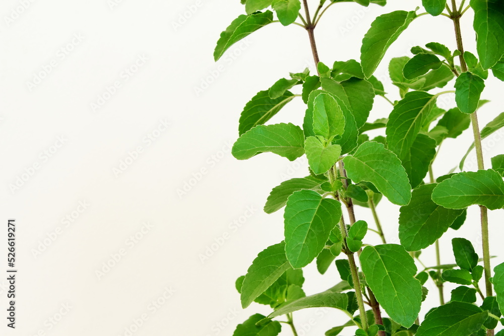 fresh indian Medicinal plant green tulsi or holy basil herb Ocimum ...