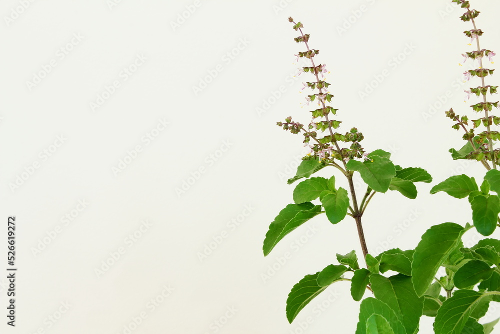 fresh indian Medicinal plant green tulsi or holy basil herb Ocimum ...