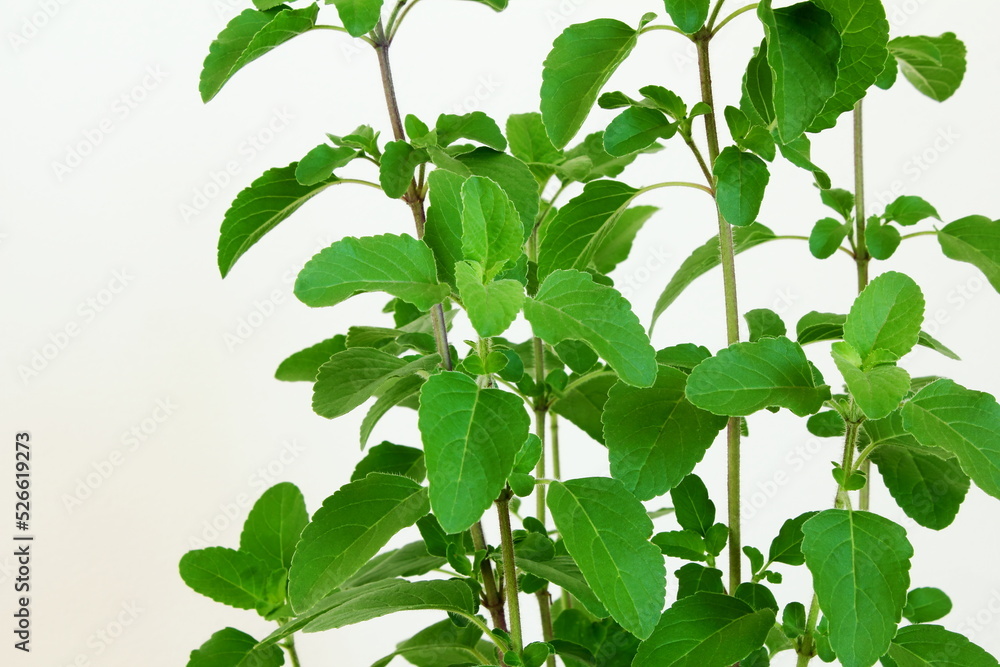 fresh indian Medicinal plant green tulsi or holy basil herb Ocimum ...