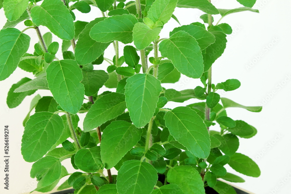 fresh indian Medicinal plant green tulsi or holy basil herb Ocimum ...