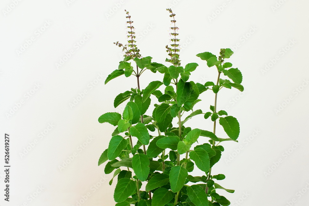 fresh indian Medicinal plant green tulsi or holy basil herb Ocimum ...